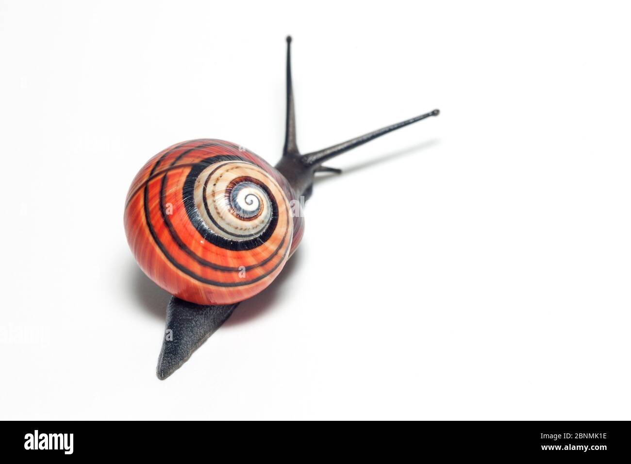Polymita snail hi-res stock photography and images - Alamy