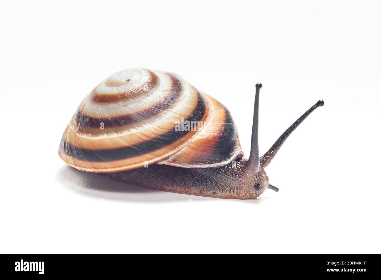 Land snail (Caracolus sagemon) Cuba Stock Photo - Alamy