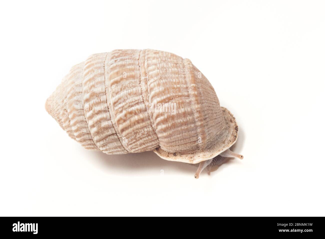 Land snail (Cerion geophilus) Cuba Stock Photo - Alamy