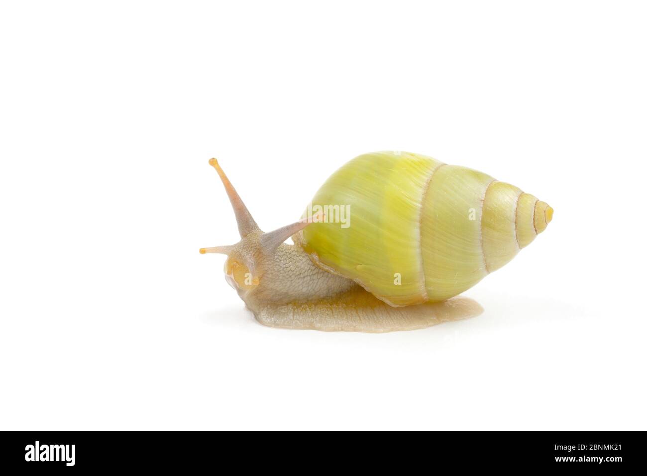 Camaenidae High Resolution Stock Photography and Images - Alamy