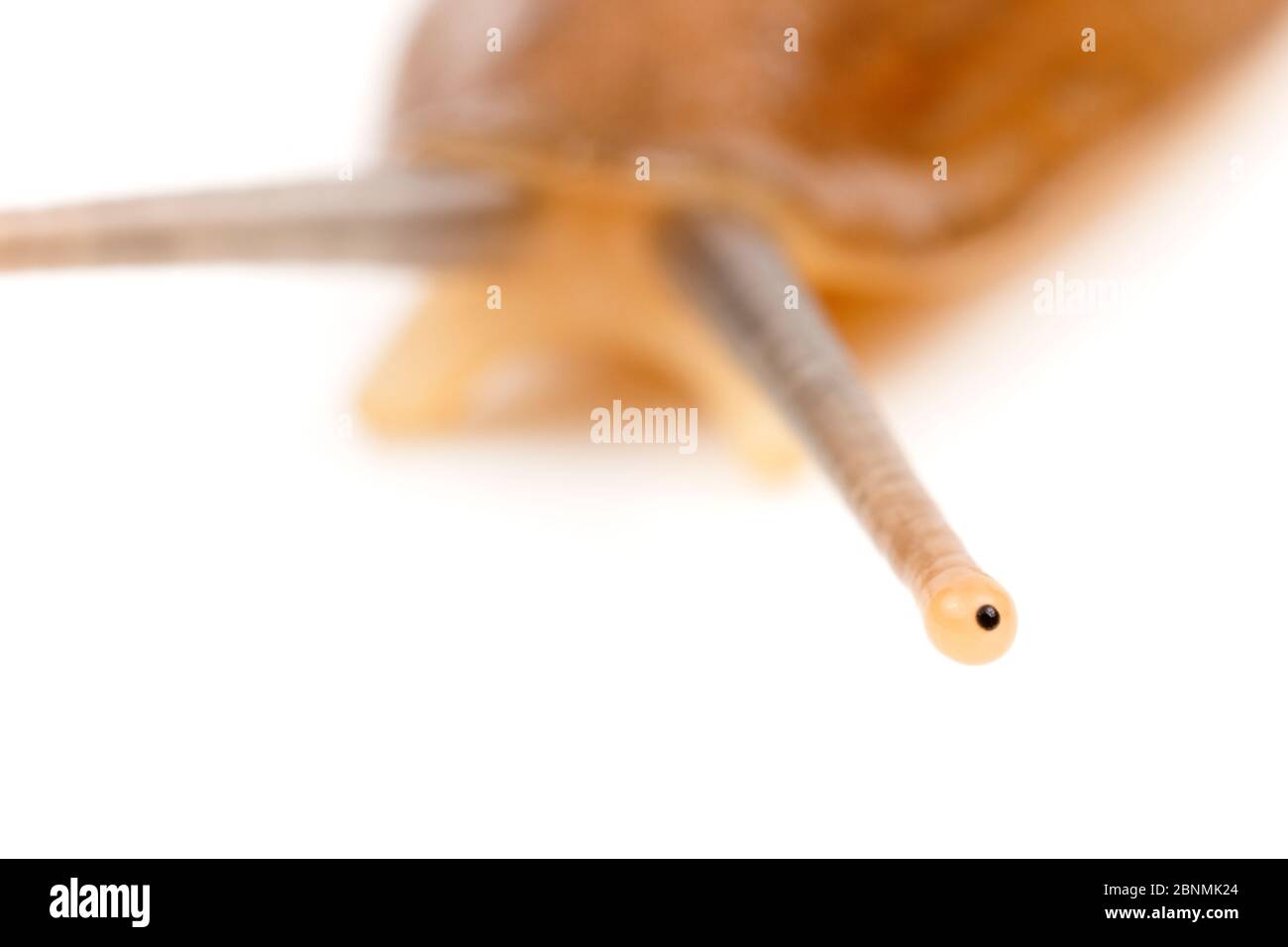 Pancake slug (Veronicella sloanei) detail of eye on antenna, captive ...