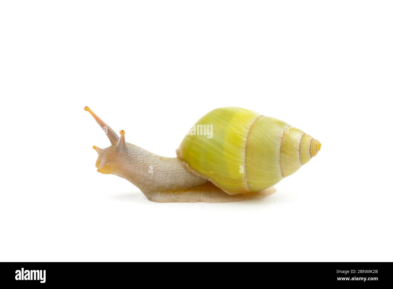 Land snail / Tree snail (Amphidromus atricallosus) Indonesia Stock ...
