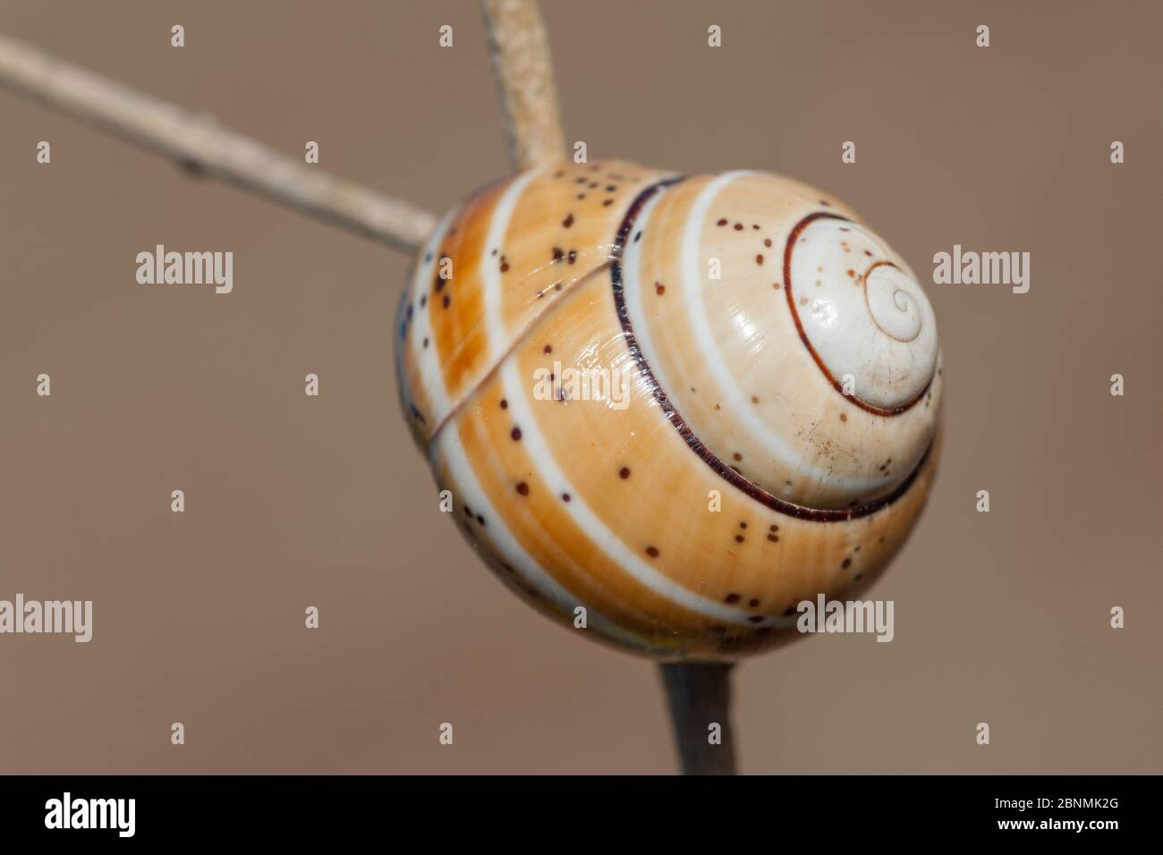 Land snail (Polymita muscareum splendita) drawn into shell,Cuba ...
