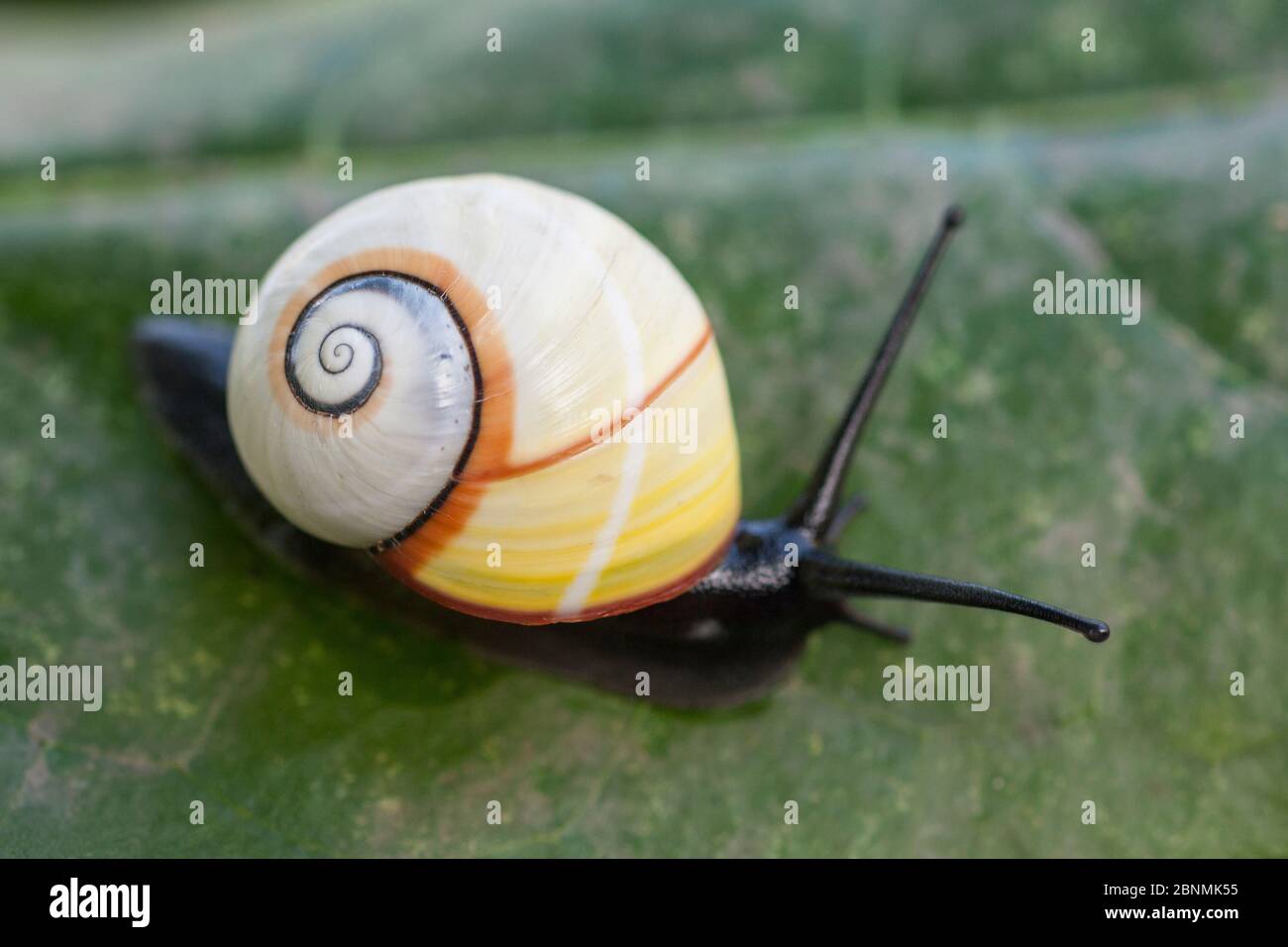 Land snail (Polymita picta roseolimbata) Cuba. Endemic species Stock ...