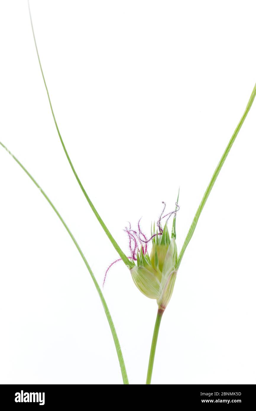 Buffalo grass (Buchloe dactyloides) female flower, Prairie, South ...