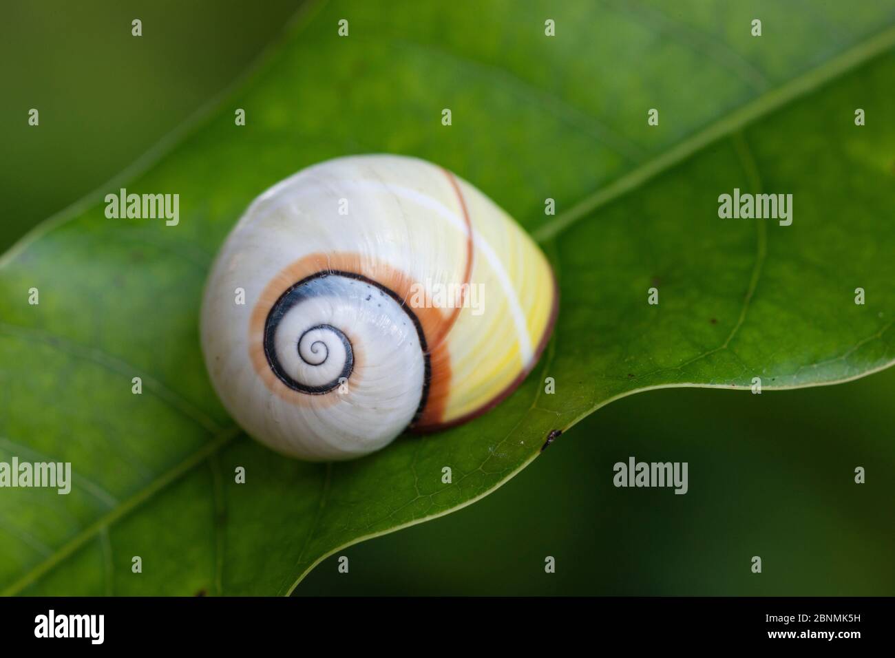 Polymita Picta Cuba High Resolution Stock Photography and Images - Alamy