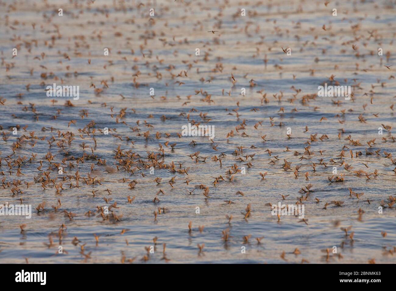 Long tailed mayflies palingenia longicauda tisza hi-res stock ...