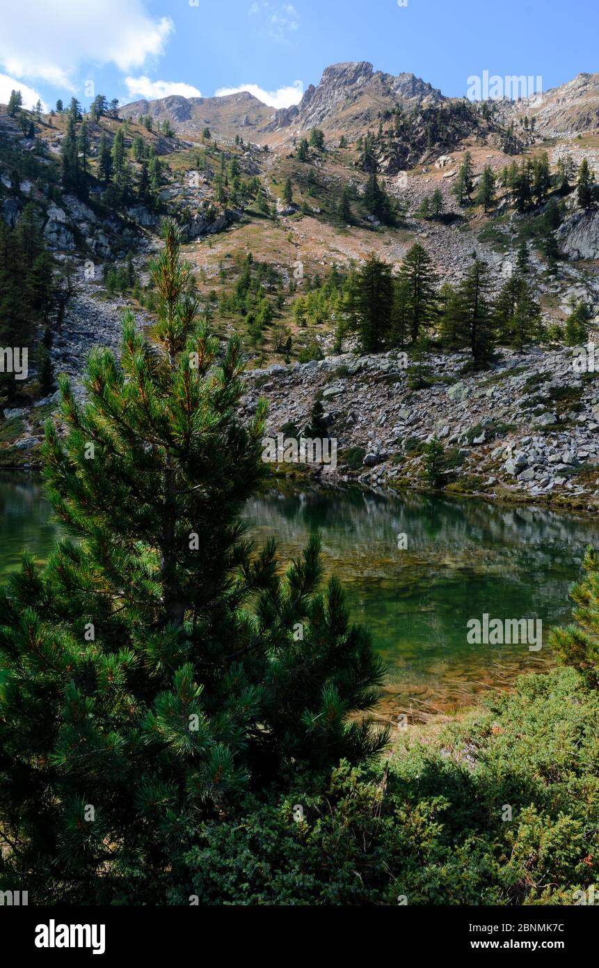 Larch tree and mountain lake Martel in the valley of Riofreddo, in ...