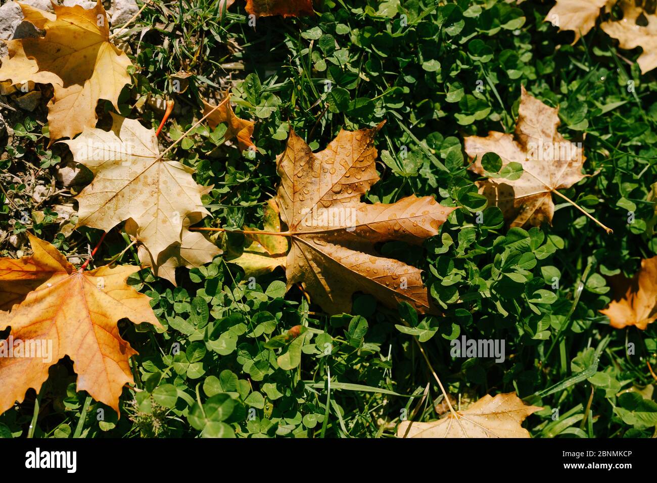 Fiery yellow autumn maple leaves, in drops of dew, lie on the green ...