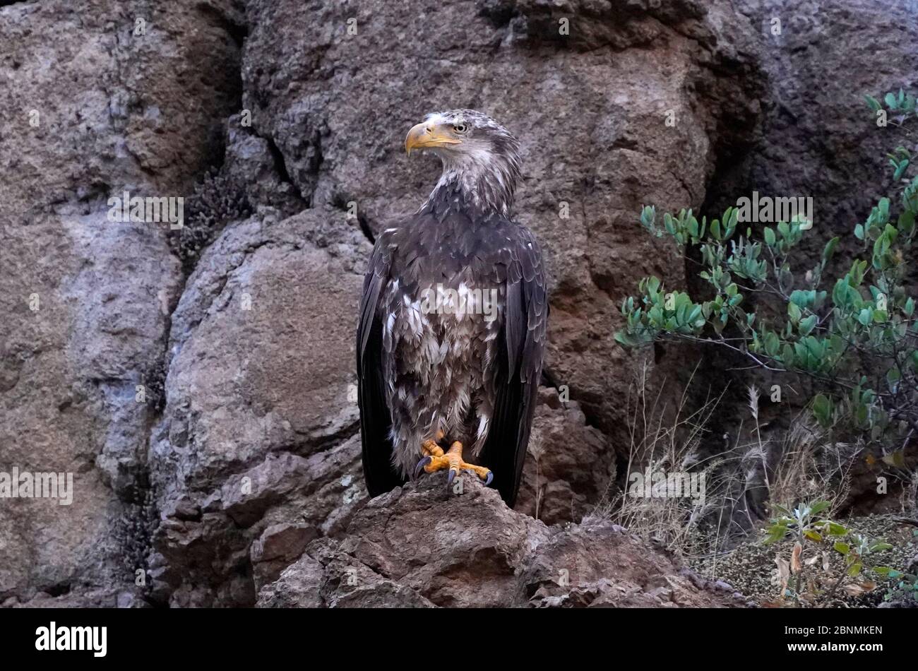 A Juvenile Bald Eagle is seen at Canyon Lake in Arizona Stock Photo - Alamy