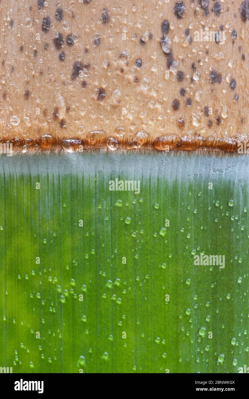 Strong stem hi-res stock photography and images - Alamy