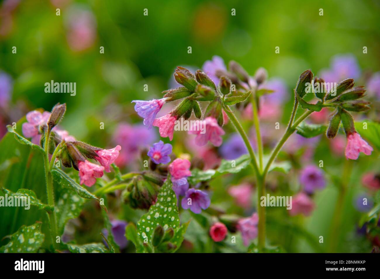 Full frame of bright colors of pulmonaria as a backdrop Stock Photo - Alamy
