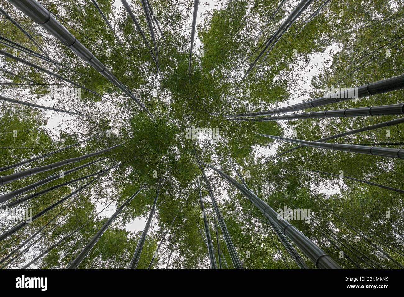 Bamboo (Phyllostachys heterocycla) low angle view up into forest canopy ...