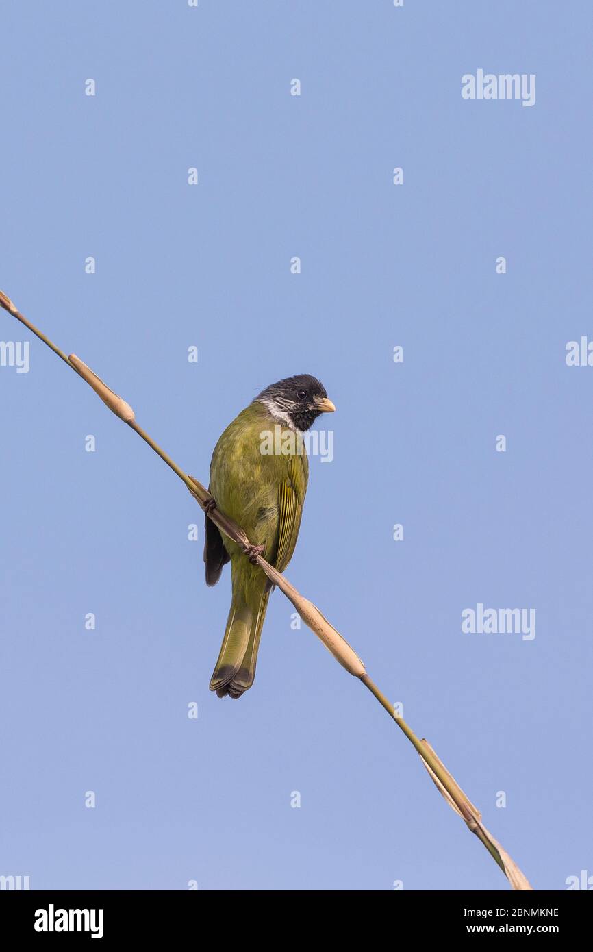 Collared finchbill (Spizixos semitorques), Chengdu, China Stock Photo ...