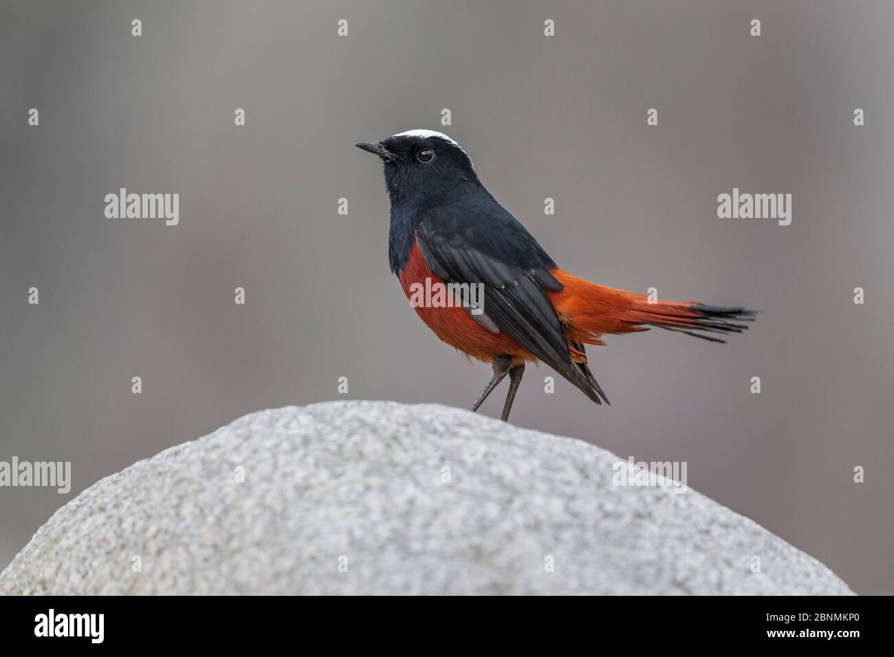 White capped water redstart phoenicurus leucocephalus hi-res stock ...