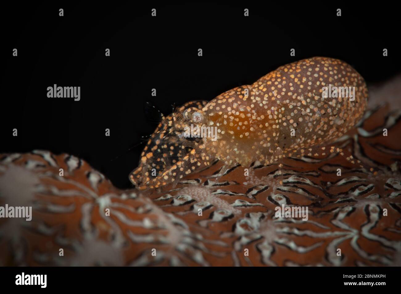 Ascidian Shrimp (Periclimenaeus sp). Underwater macro photography from ...