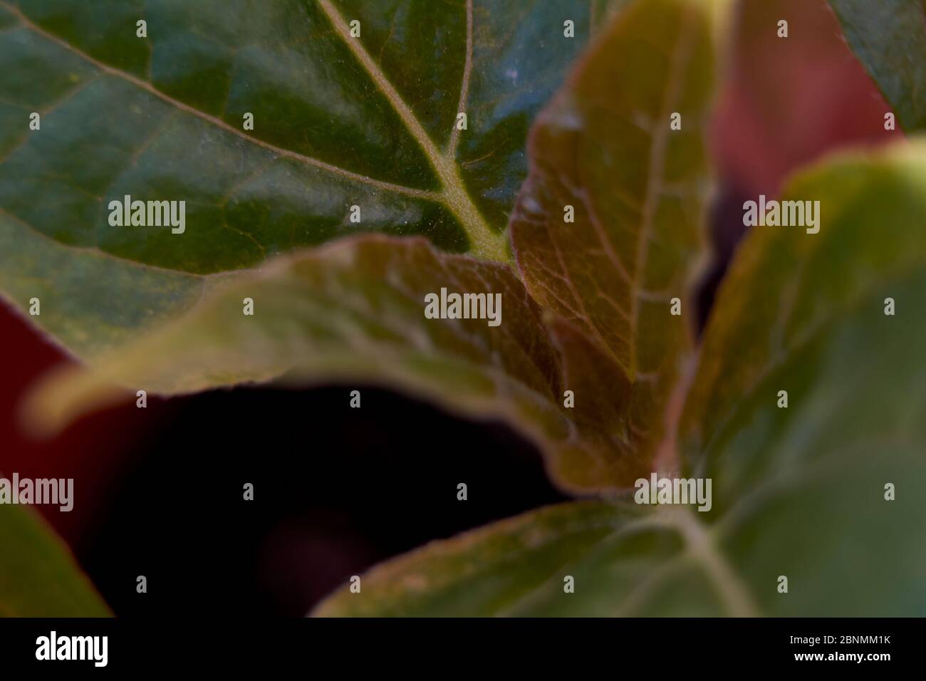 Small green leaf close hi-res stock photography and images - Alamy