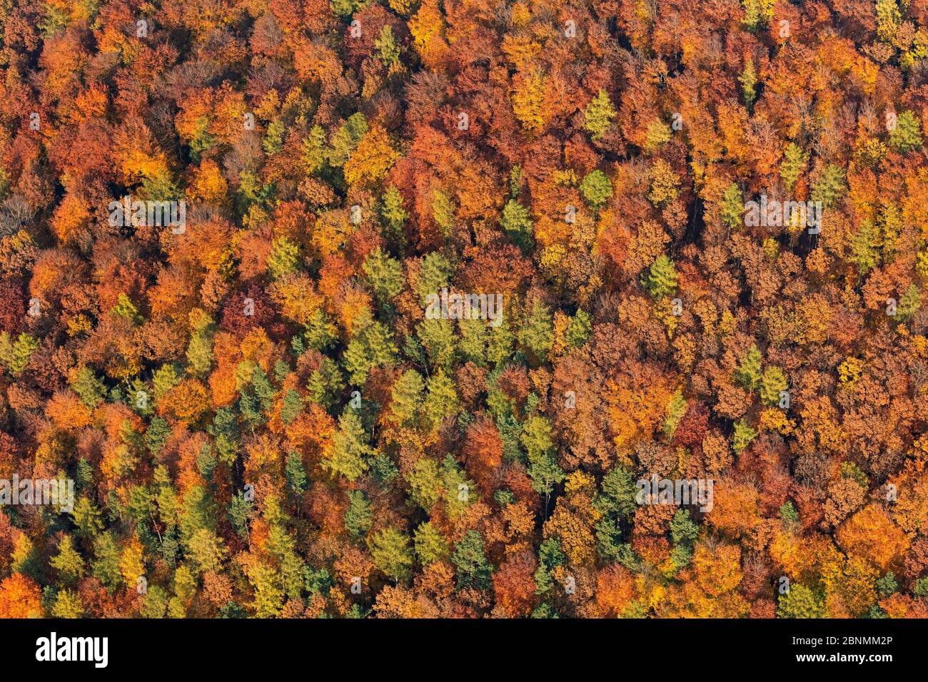 Canopy in autumn hi-res stock photography and images - Alamy