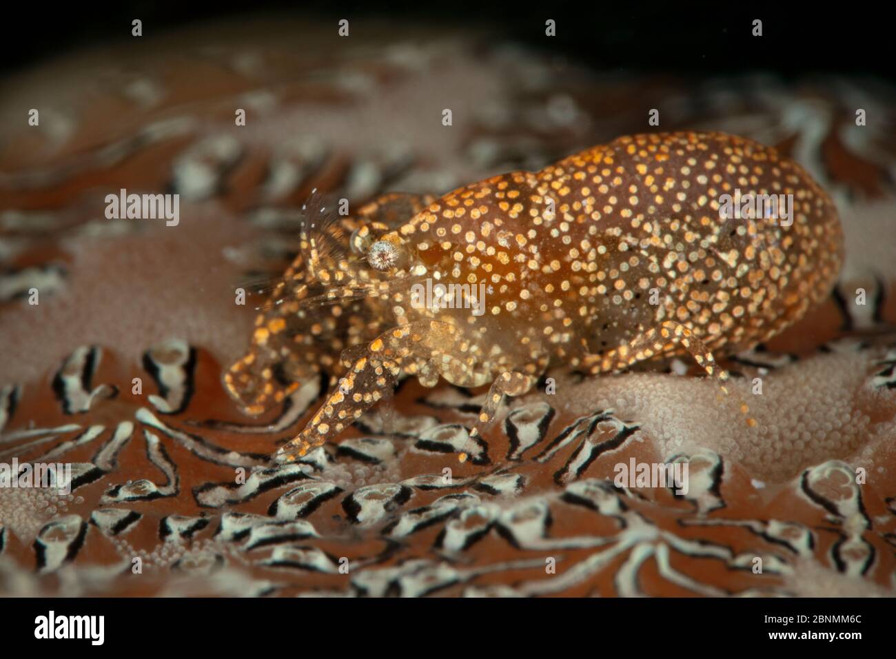 Ascidian Shrimp (Periclimenaeus sp). Underwater macro photography from ...