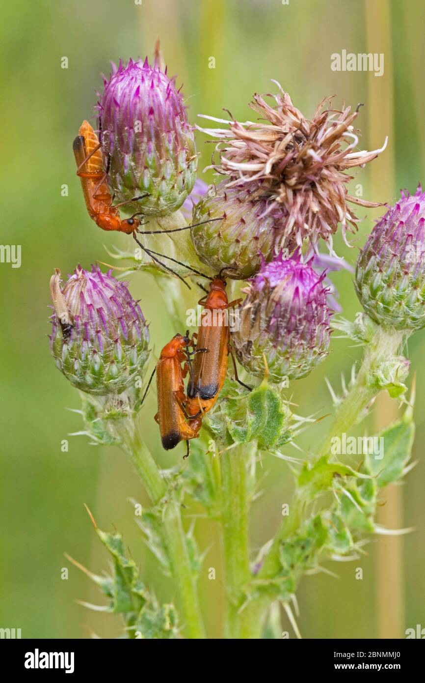 Common Red soldier beetles (Rhagonycha fulva) on Creeping thistle ...