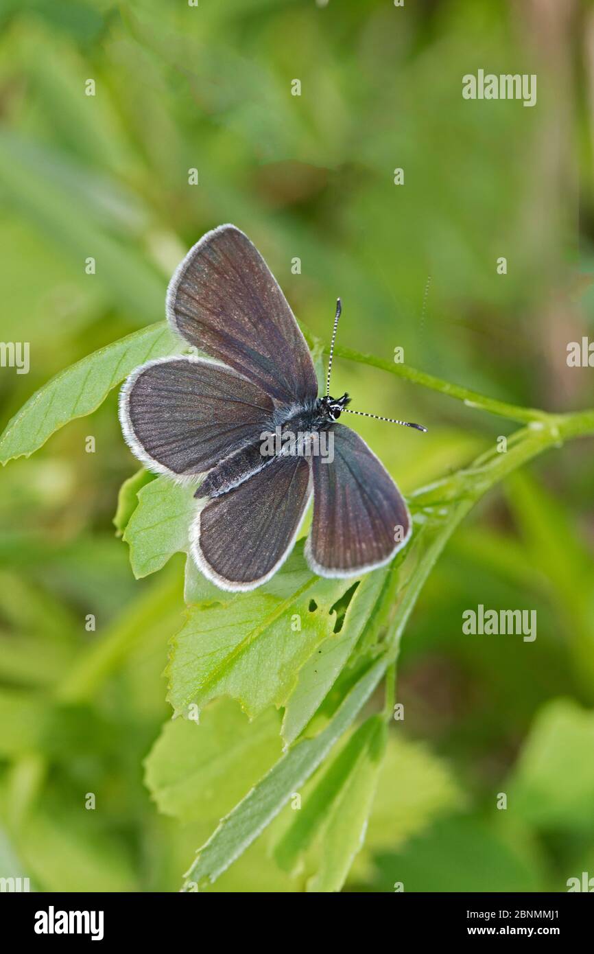 Britains smallest butterfly hi-res stock photography and images - Alamy