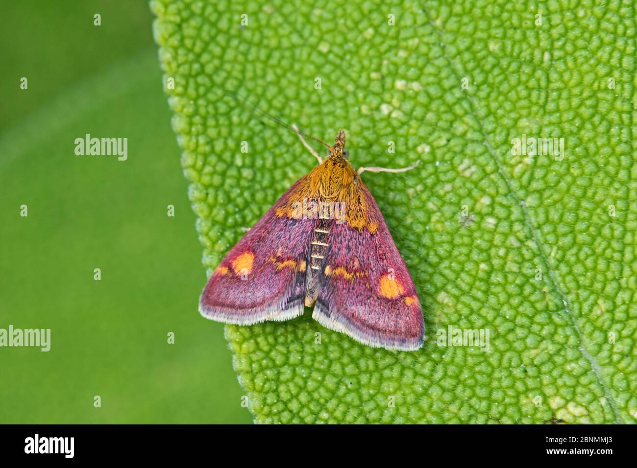 Common purple and gold Micro-moth (Pyrausta purpuralis) Brockley ...