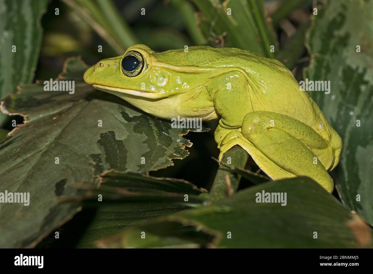 Feas Flying Tree Frog High Resolution Stock Photography and Images - Alamy
