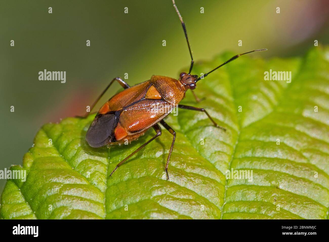 Brockley Cemetery High Resolution Stock Photography and Images - Alamy