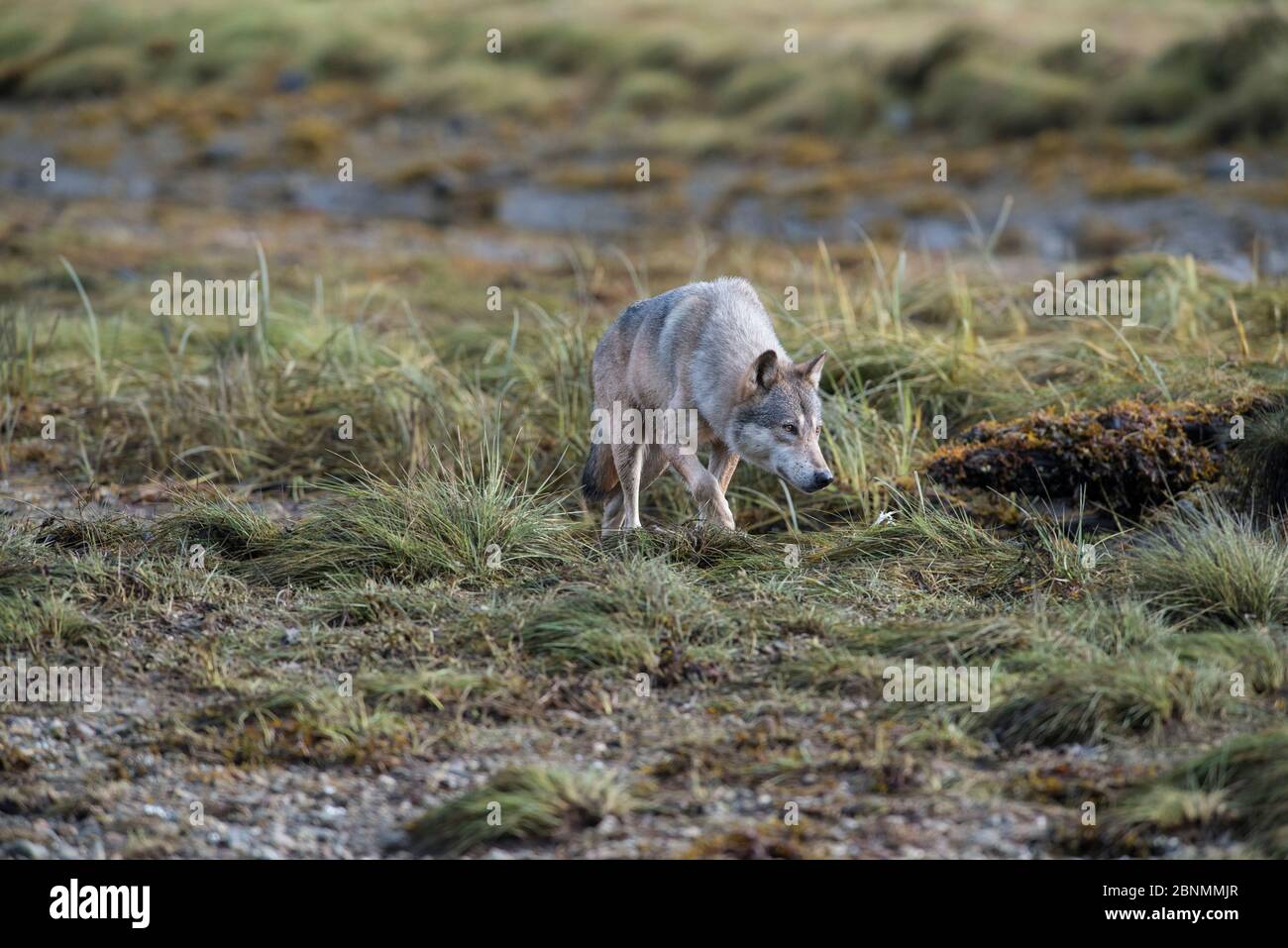 Coastal wolf (Canis lupus) genetically distinct from other Grey wolves ...