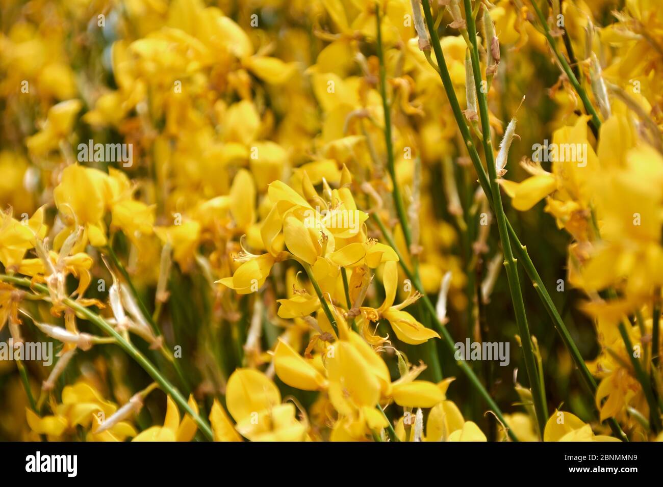 Cheerful golden yellow spring flowers hi-res stock photography and ...