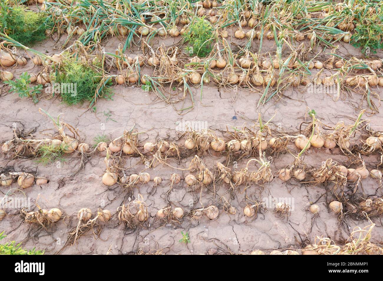 Onion field prepared for picking, organic farming, harvesting, hard ...