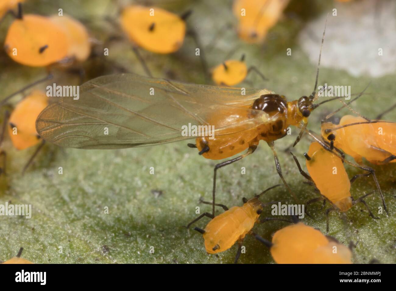 Oleander aphid (Aphis nerii) Morris Arboretum, Philadelphia, USA ...
