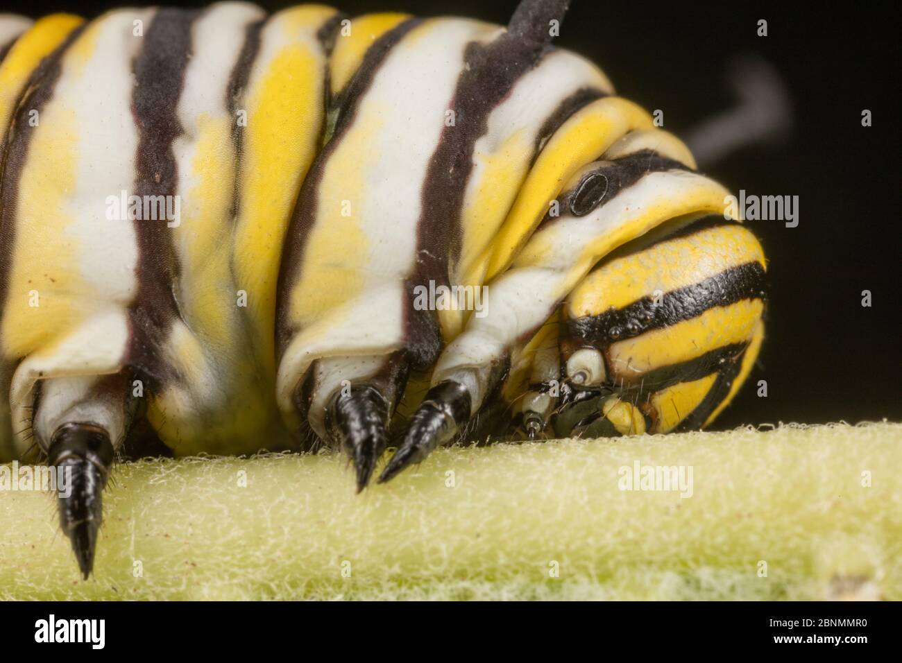 Butterfly legs close up hi-res stock photography and images - Alamy