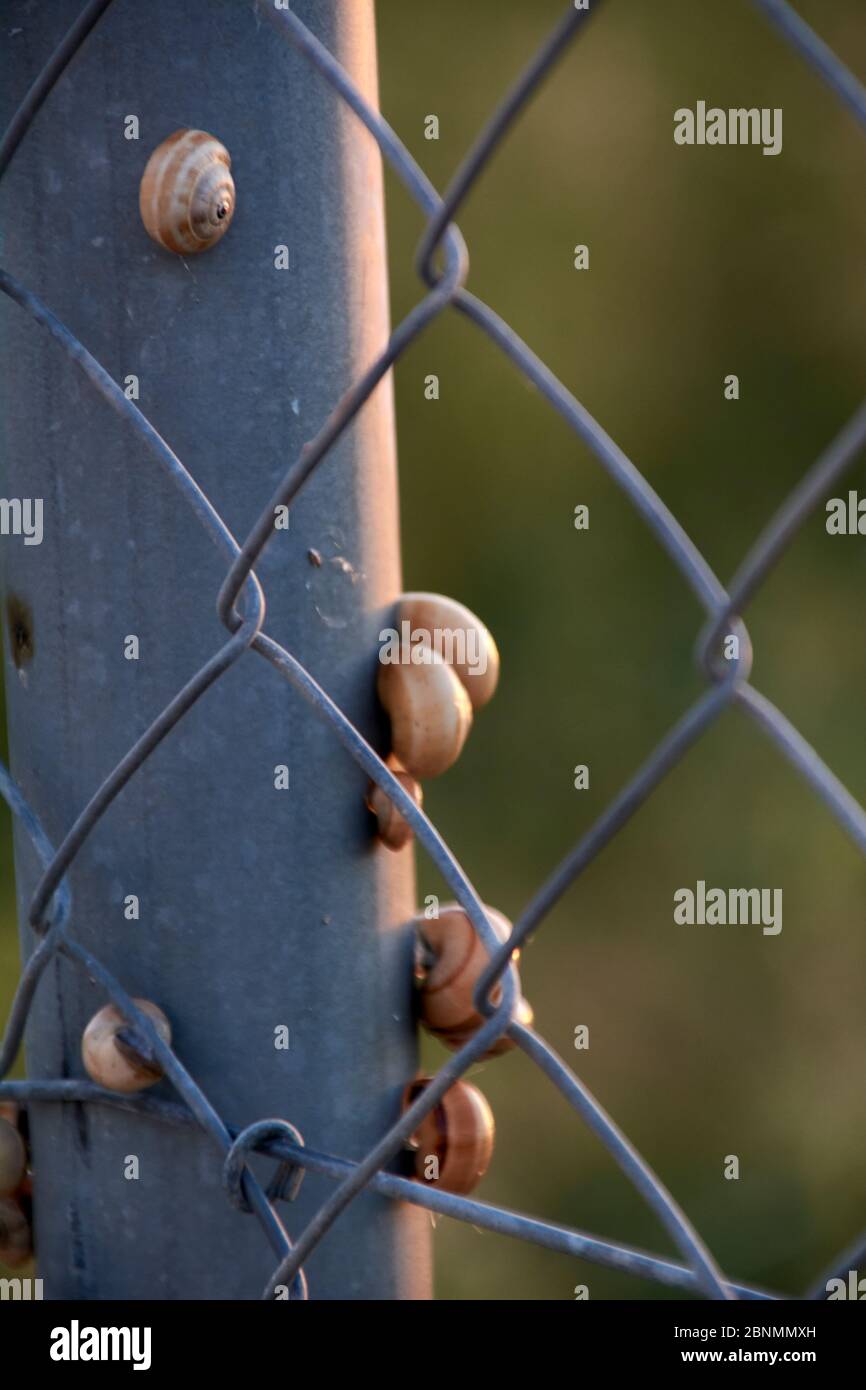 Set of snails on a metal fence, background with vegetation, jail Stock ...