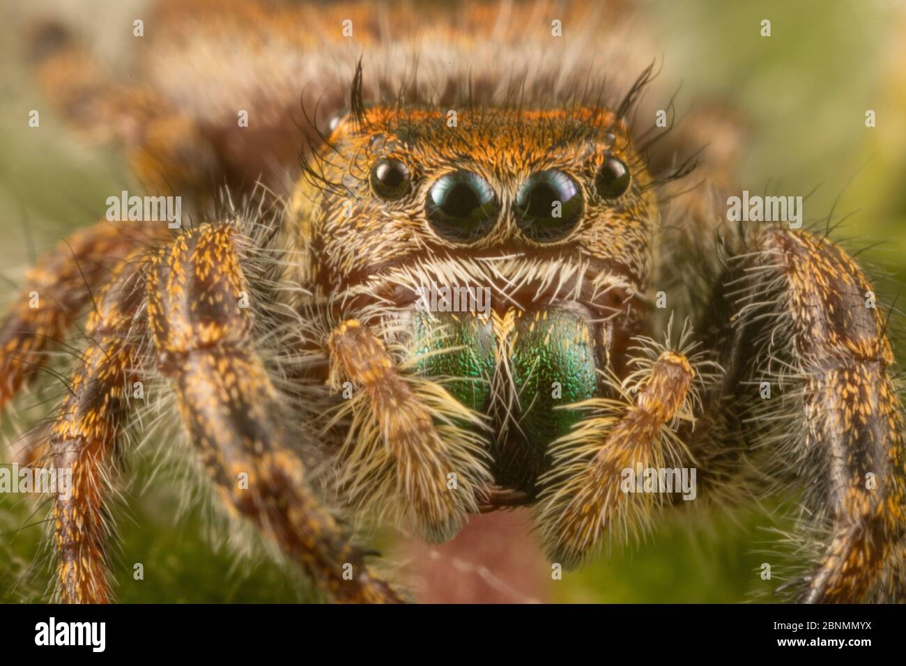 Jumping spider (Phidippus audax) Philadelphia, USA Stock Photo - Alamy