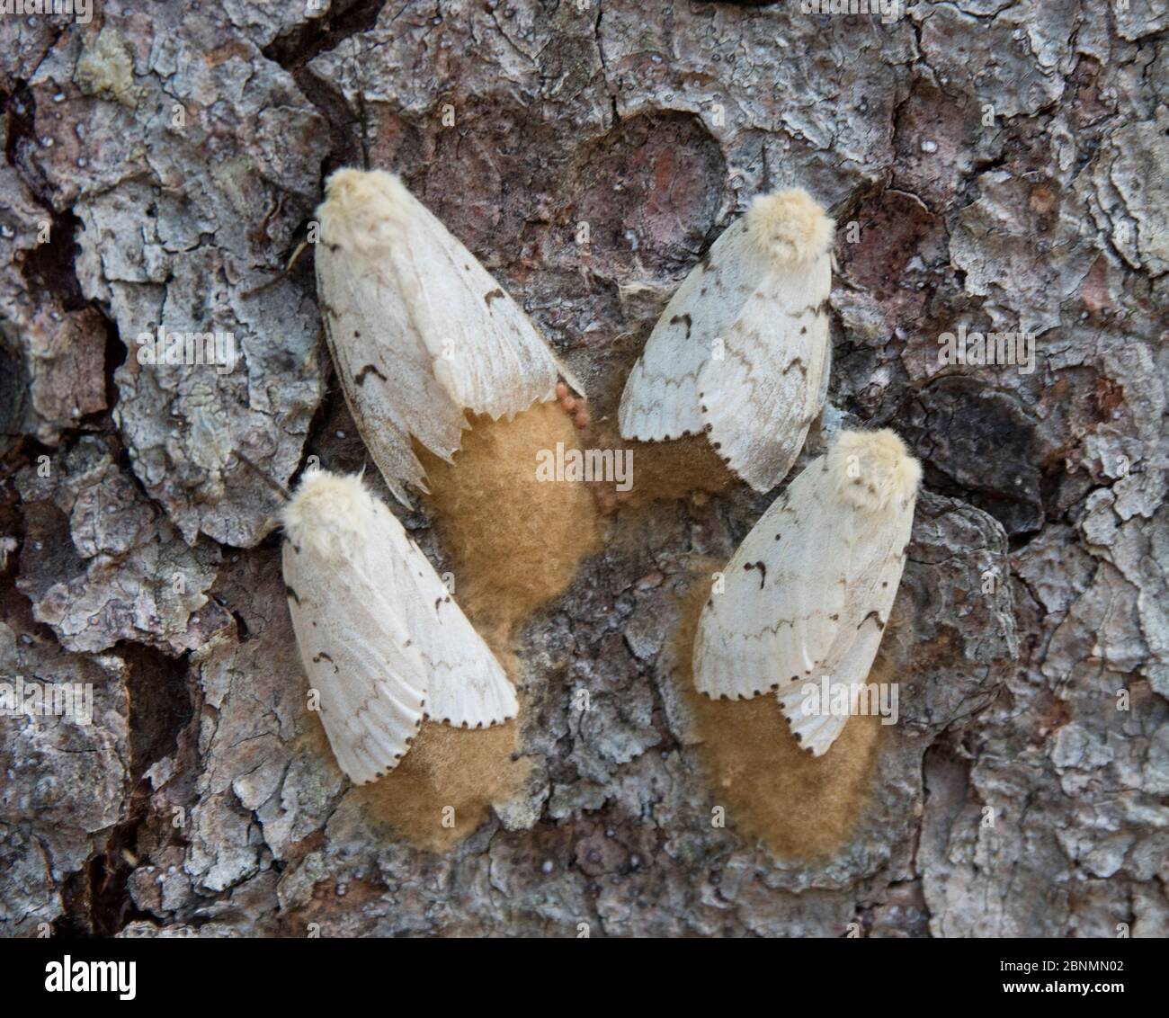 Gypsy moths (Lymantria dispar) females and eggs on tree trunk, Delaware ...