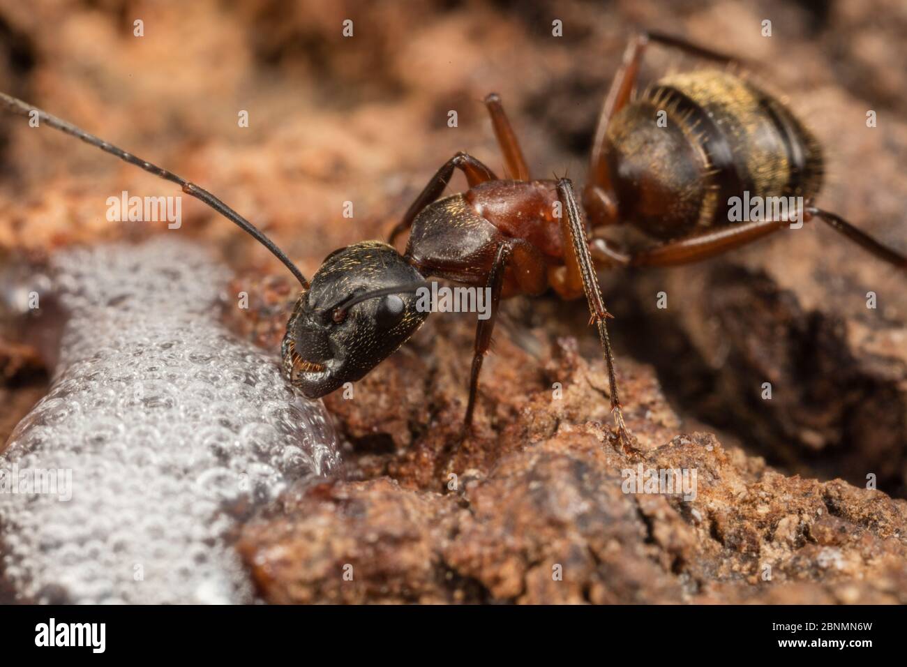 Ferruginous carpenter ant hi-res stock photography and images - Alamy