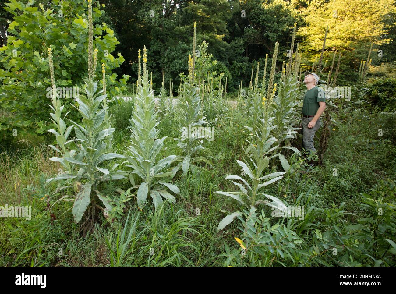 Common mullein weed (Verbascum thapsis) Schuylkill Centre for ...