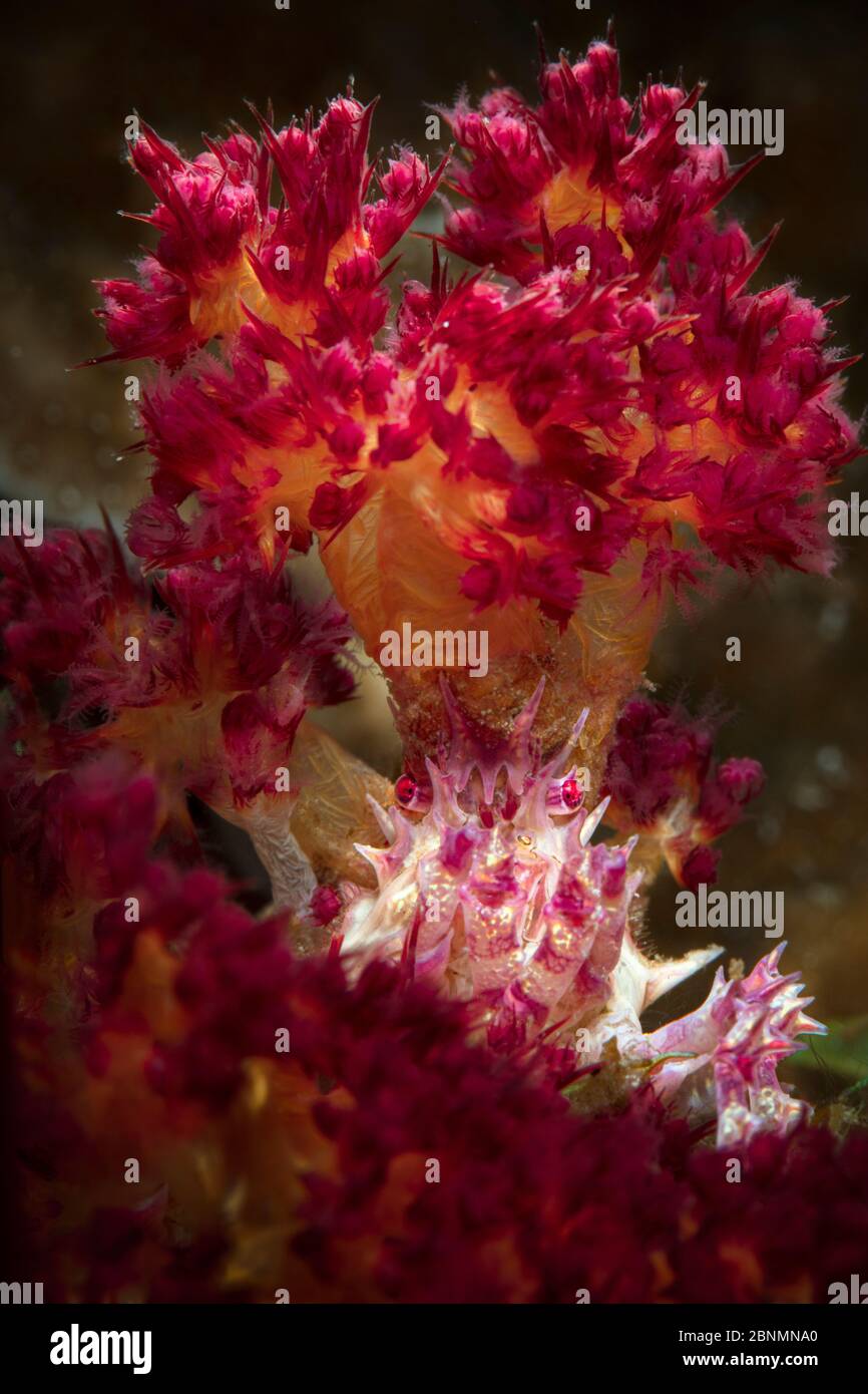 Candy crab (Hoplophrys oatesi). Underwater macro photography from ...