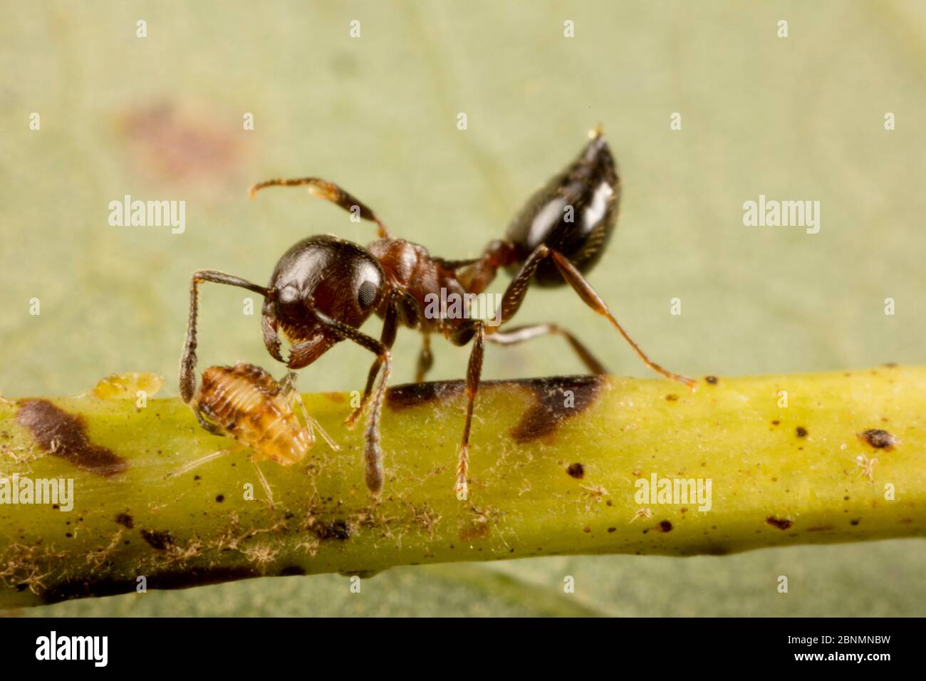 Acrobat ant (Crematogaster sp) tending aphids on white oak (Quercus sp ...