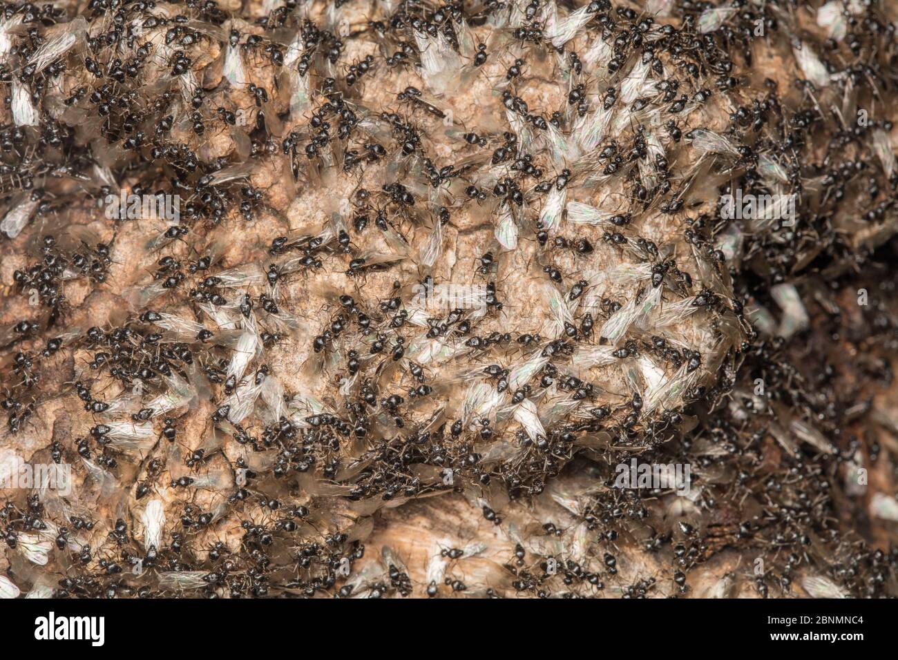 Acrobat ant swarm (Crematogaster sp) winged individuals leaving nest to ...