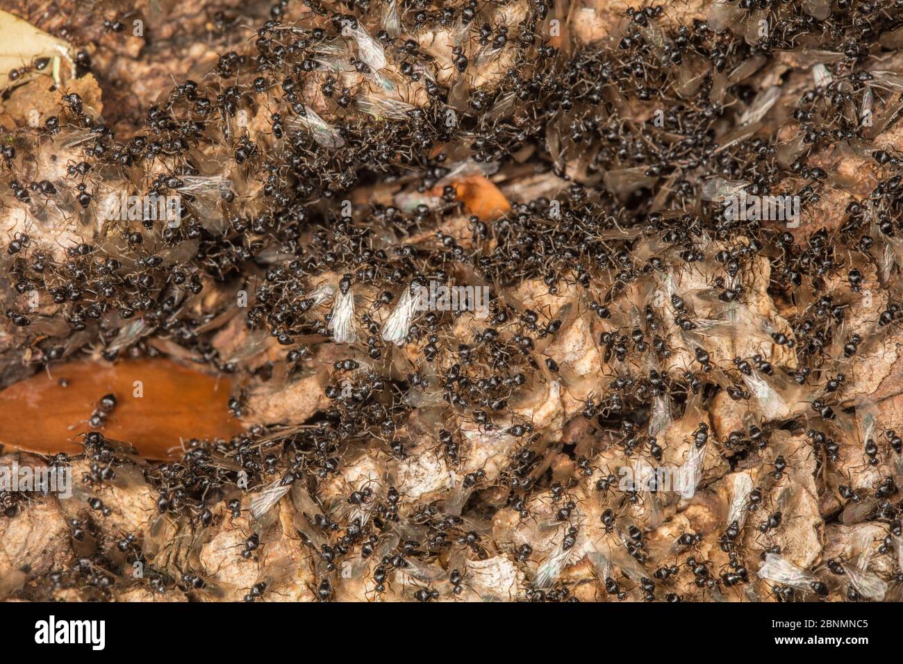 Acrobat ant swarm (Crematogaster sp) winged individuals leaving nest to ...