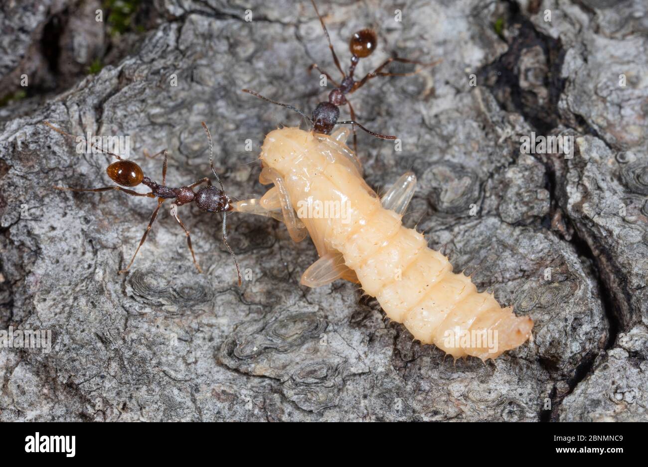 Winnow ant (Aphaenogaster sp) worker carrying beetle pupa to nest ...