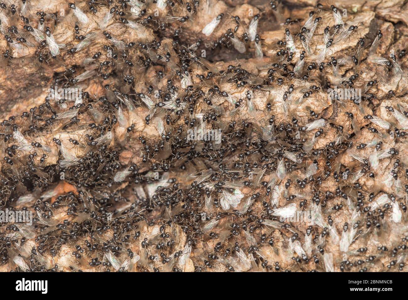 Acrobat ant swarm (Crematogaster sp) winged individuals leaving nest to ...
