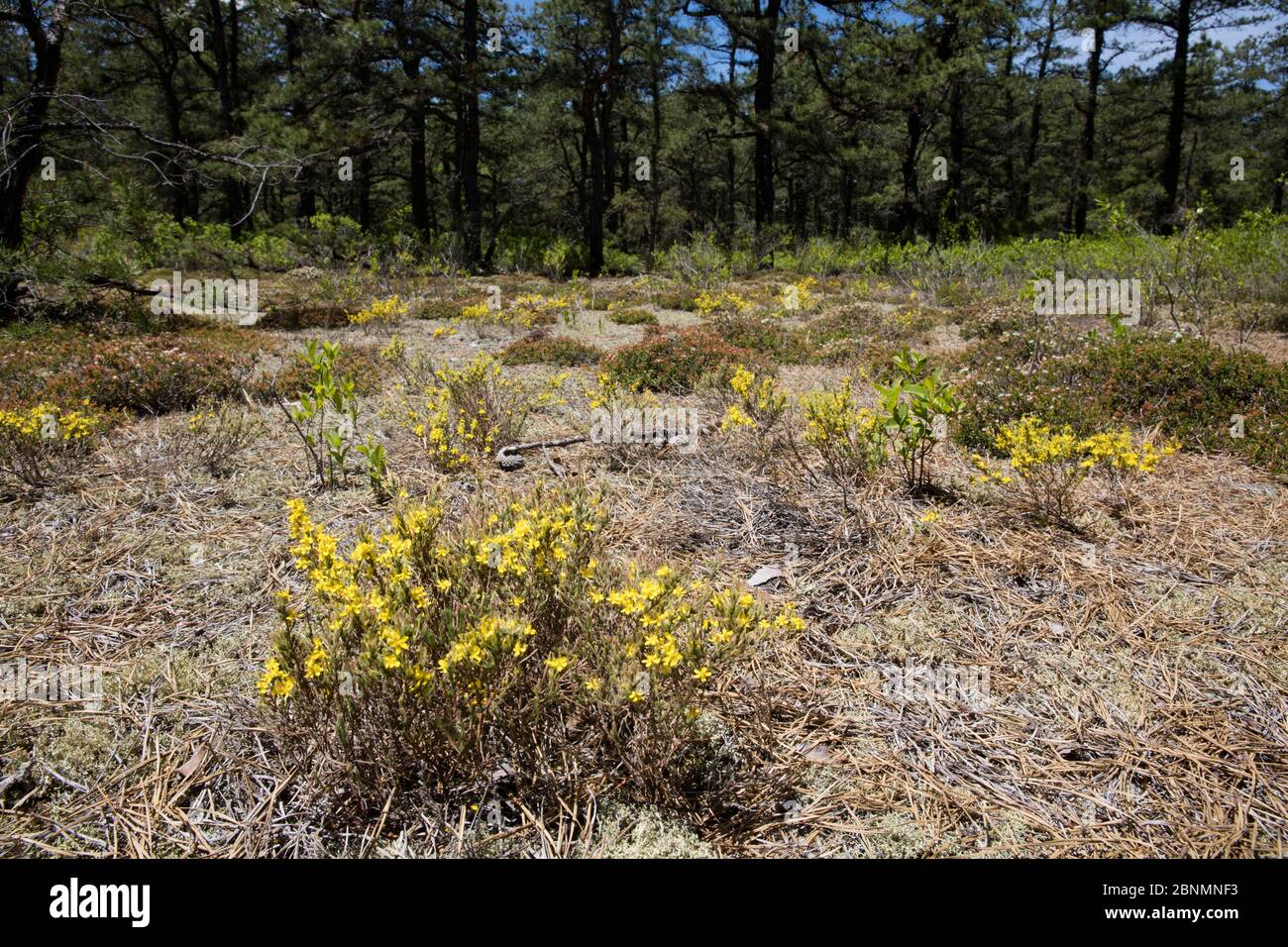 Goldenheather plant hi-res stock photography and images - Alamy