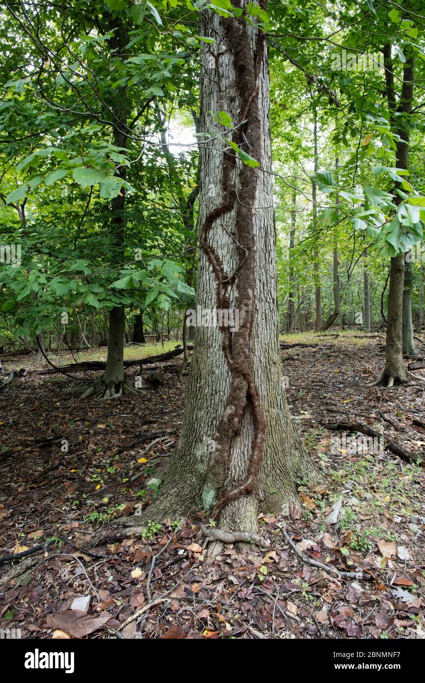 Poison ivy vine (Toxicodendron radicans) climbing up White oak tree ...