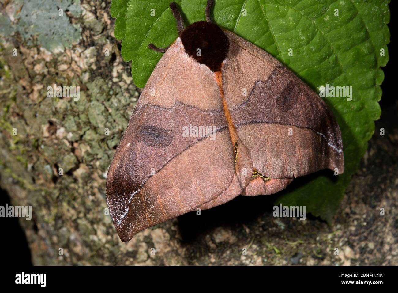 Moth lepidoptera ecuador hi-res stock photography and images - Alamy