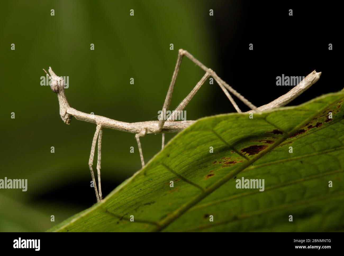 Stick grasshopper (Proscopiidae) Province Loja, Jorupe Biological ...