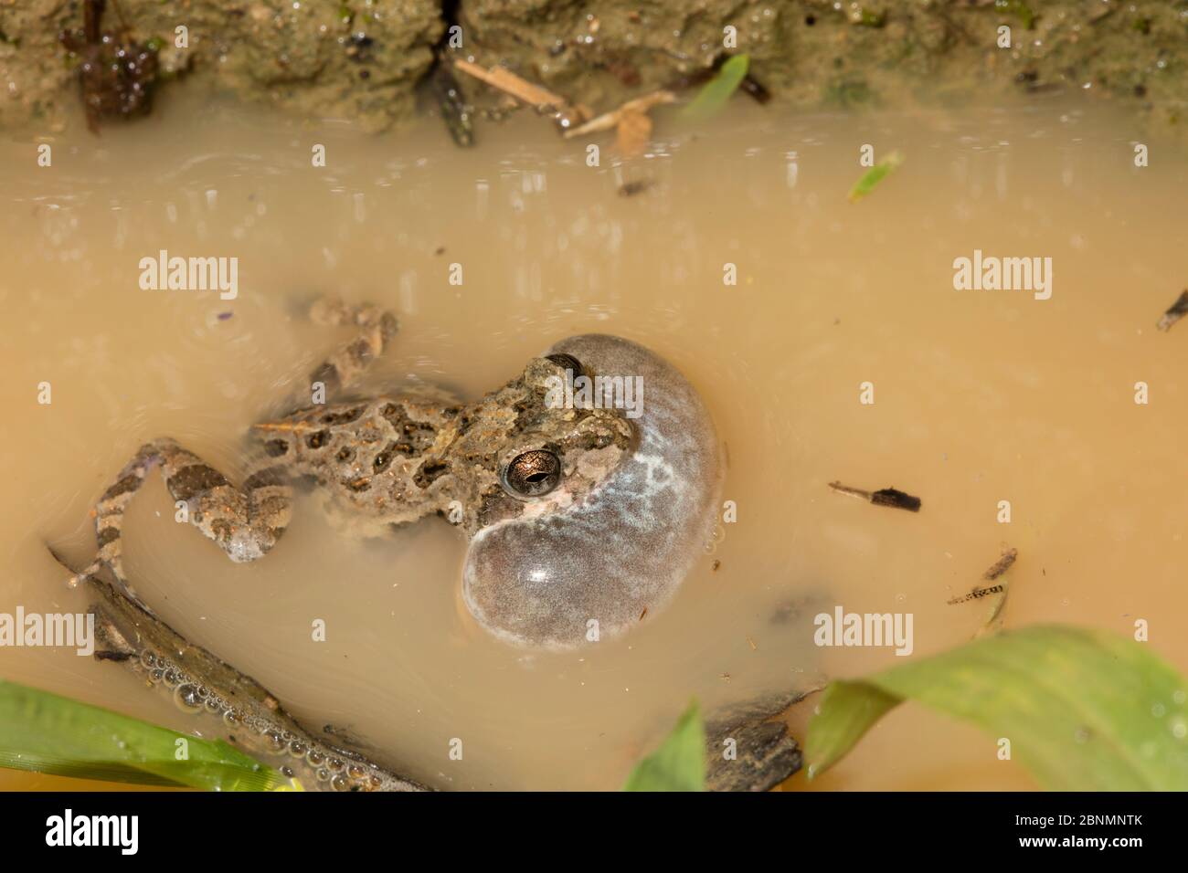 Mud puddle frog hi-res stock photography and images - Alamy