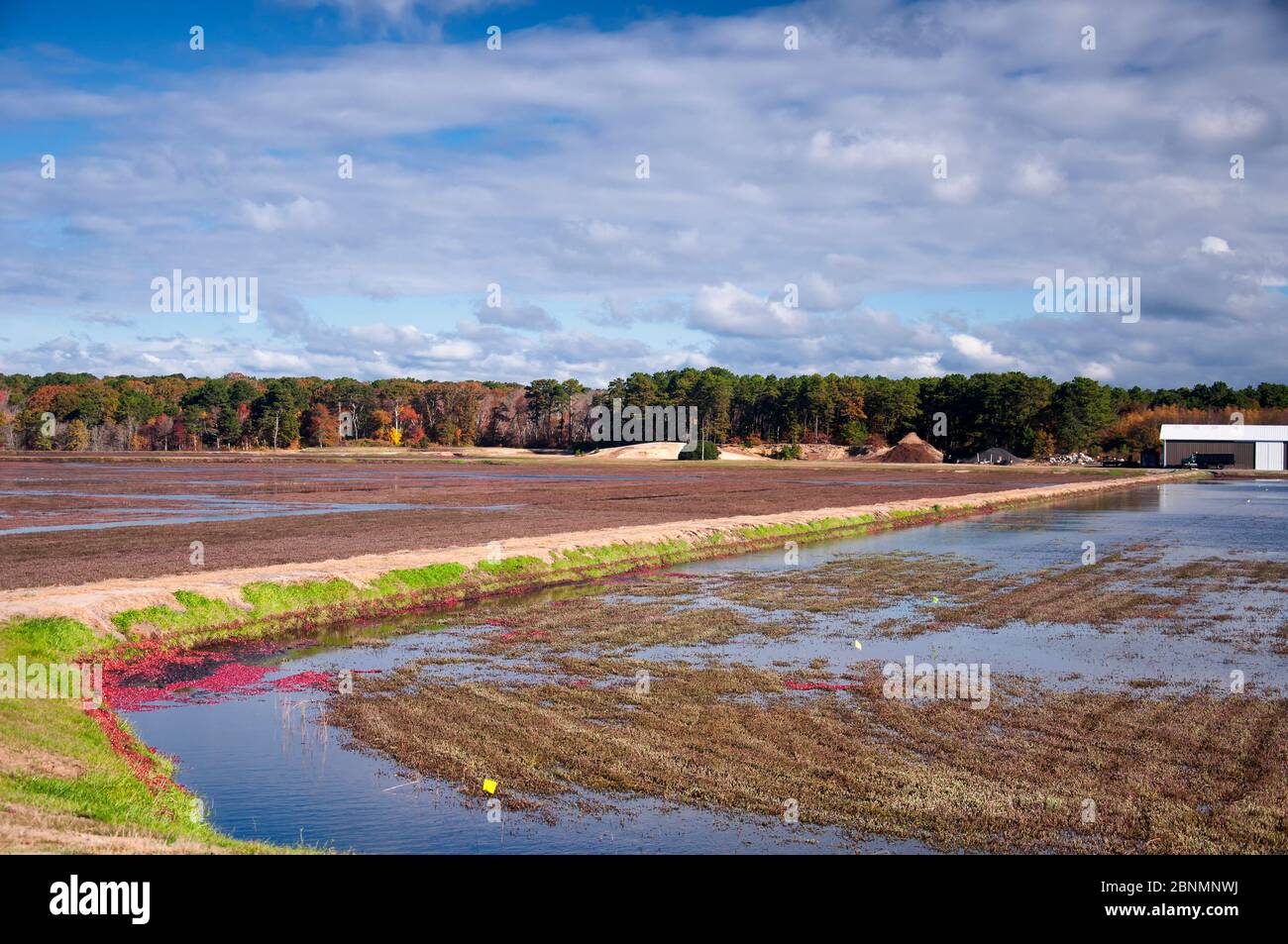 Cranberry farm hi-res stock photography and images - Alamy
